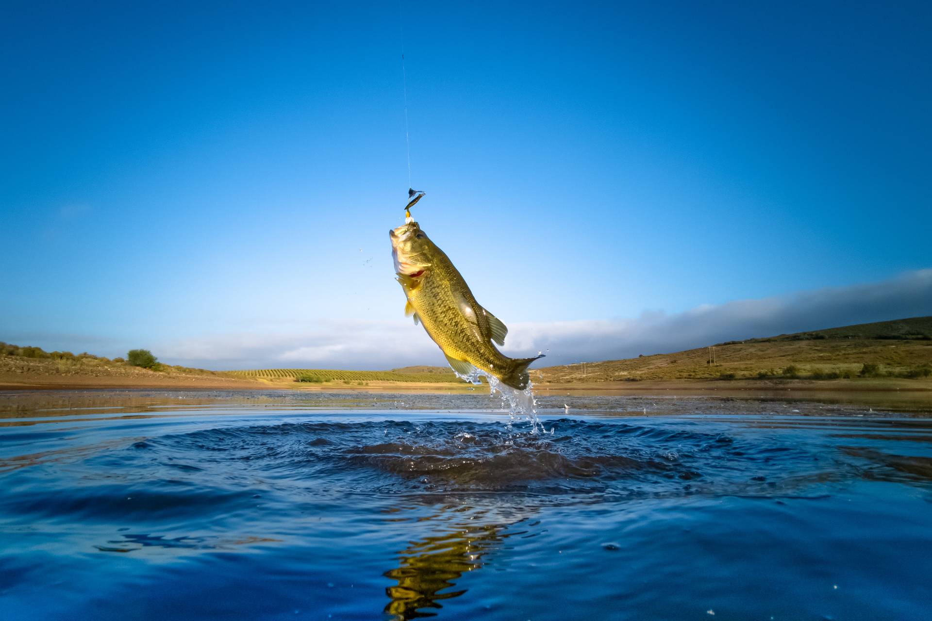 Fischerei Rau - Täglich frisch Fisch aus der eigenen Räucherei